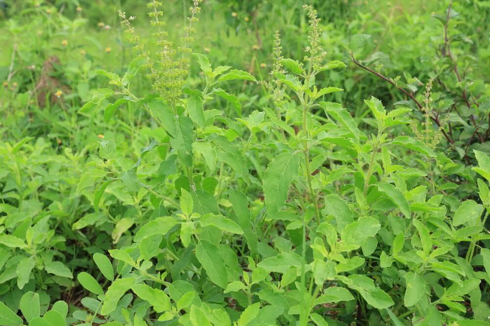 Tulsi Plant Importance In Hindu Dharm And Know Rules Before Plucking Tulsi Plant Importance In Hindu Dharm And Know Rules Before Plucking